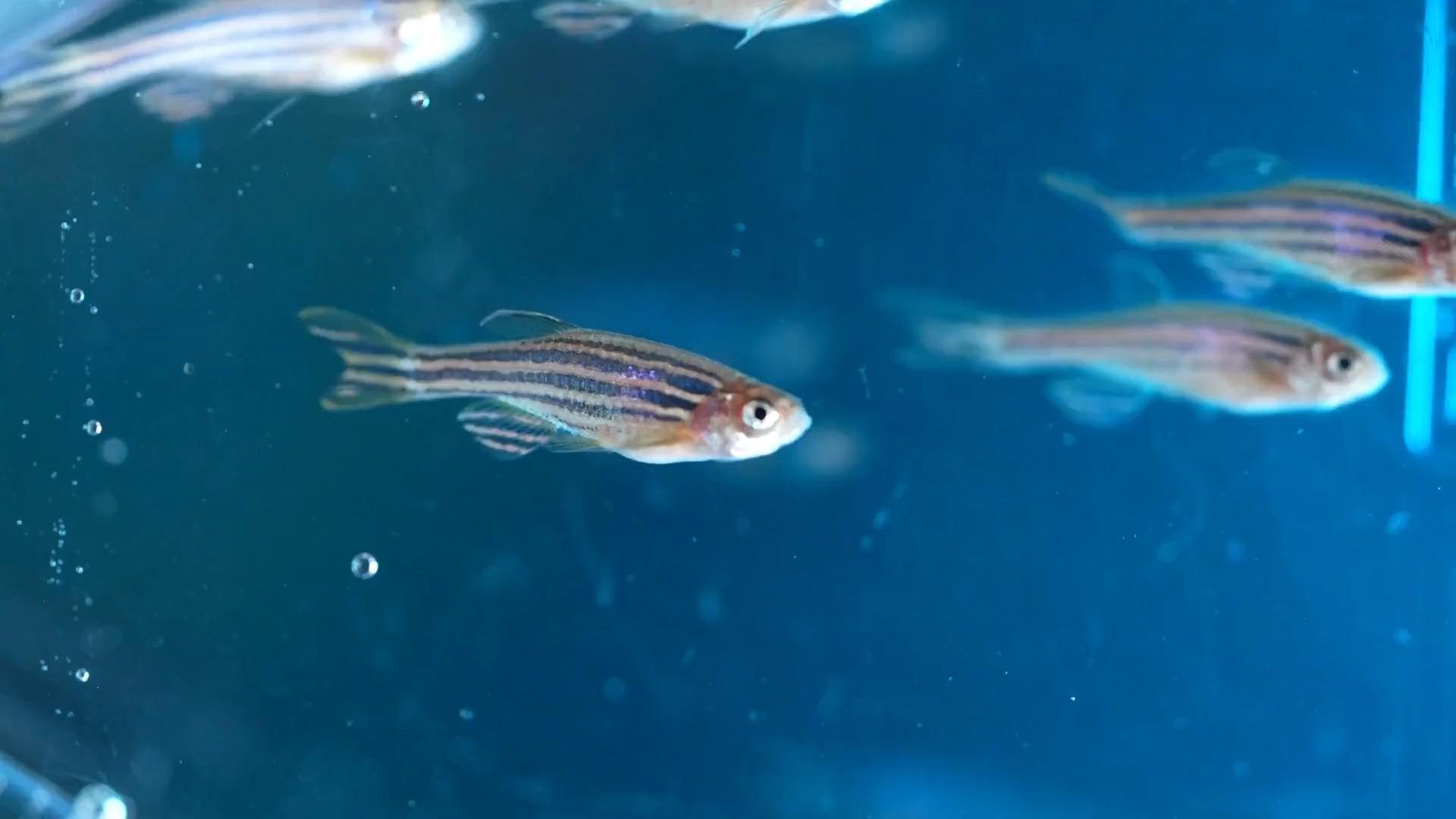 ZeBlast | A New Paradigm of Blood Cancer Drug Discovery